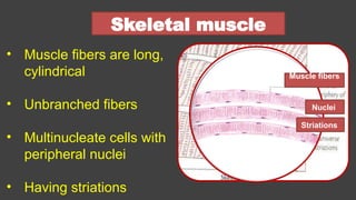 Muscles presentation by Dr ela kinra anatomy | PPTX | Physical Therapy ...