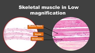 Muscles presentation by Dr ela kinra anatomy | PPTX