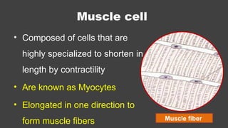 Muscles presentation by Dr ela kinra anatomy | PPTX | Physical Therapy ...