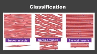 Muscles presentation by Dr ela kinra anatomy | PPTX | Physical Therapy ...