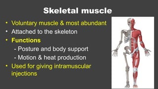 Muscles presentation by Dr ela kinra anatomy | PPTX | Physical Therapy ...