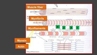 Muscles presentation by Dr ela kinra anatomy | PPTX
