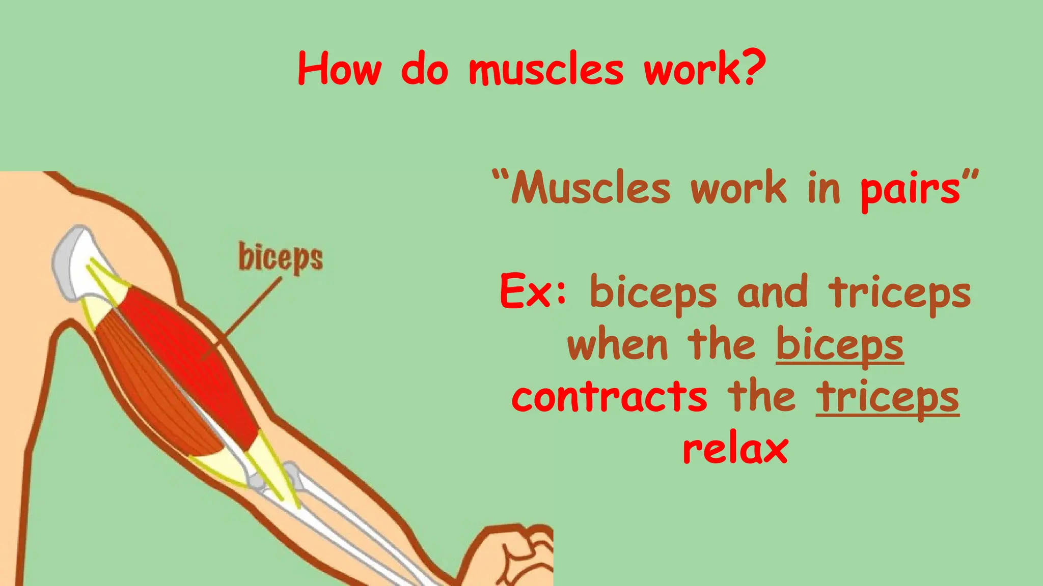 how do muscles work PowerPoint contains Gifs | PPT