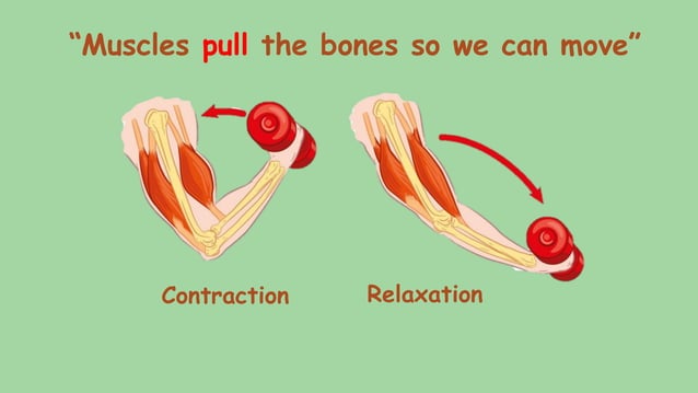 how do muscles work PowerPoint contains Gifs | PPT