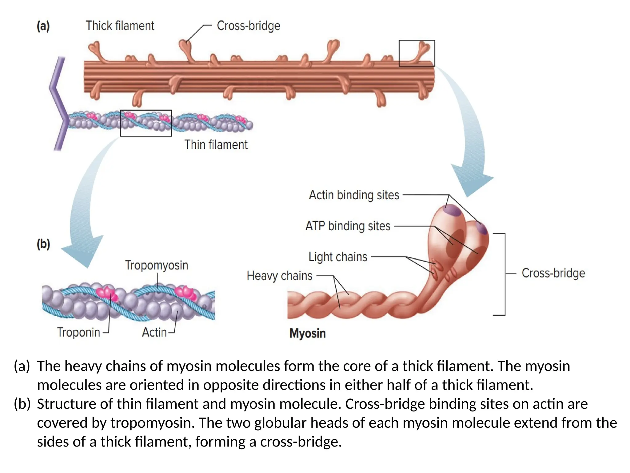 MUSCLES: skeletal, cardiac and smooth muscles | PPTX