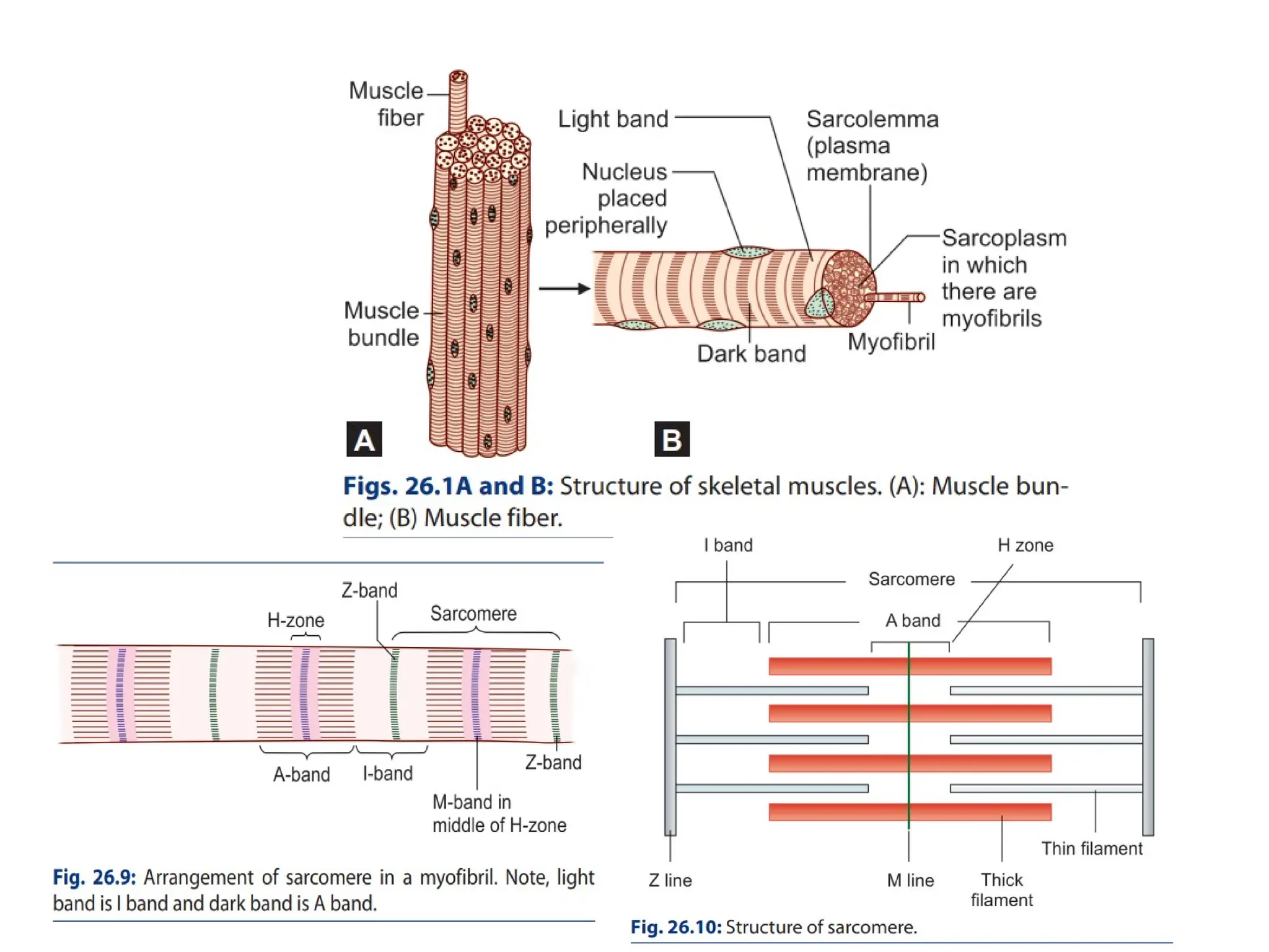 MUSCLES: skeletal, cardiac and smooth muscles | PPTX | Bodybuilding ...