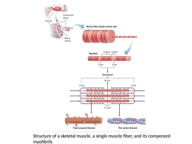 MUSCLES: skeletal, cardiac and smooth muscles | PPTX | Bodybuilding ...