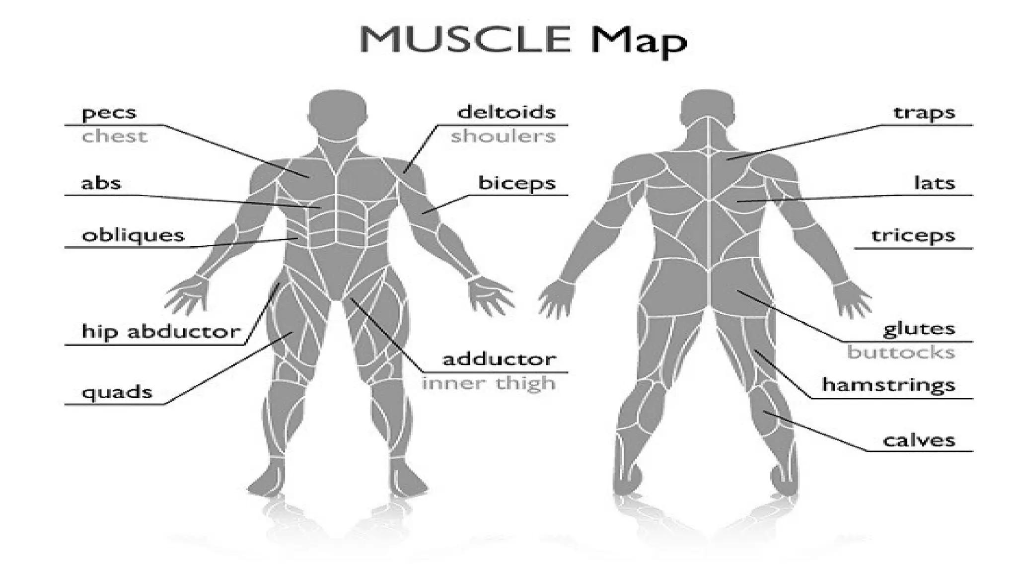 importance of muscular system, body parts | PPTX