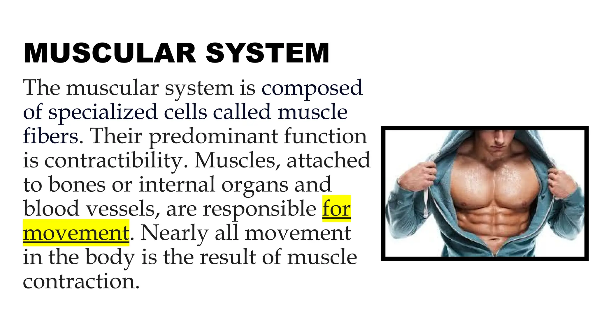 importance of muscular system, body parts | PPTX
