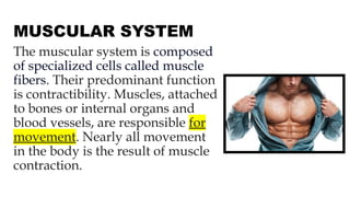 importance of muscular system, body parts | PPTX