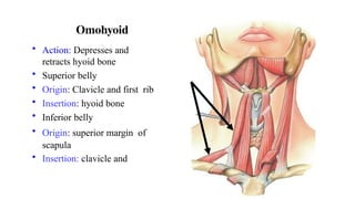 Types of Muscles and origin & its insertion.pptx