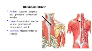 Types of Muscles and origin & its insertion.pptx