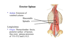 Types of Muscles and origin & its insertion.pptx