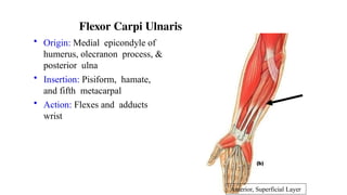 Types of Muscles and origin & its insertion.pptx