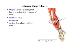 Types of Muscles and origin & its insertion.pptx