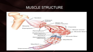 structure of MUSCLES and muscular system | PDF