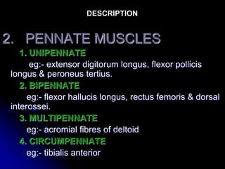 Muscles -ALH.ppt | Death, Injury, or Military Conflict | Sensitive Topics