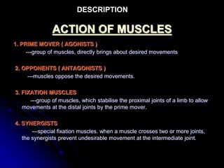 Muscles -ALH.ppt | Death, Injury, or Military Conflict | Sensitive Topics