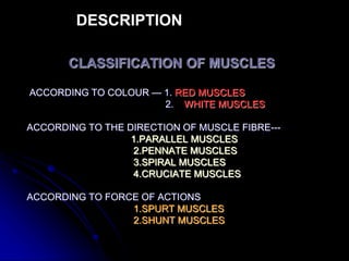 Muscles -ALH.ppt | Death, Injury, or Military Conflict | Sensitive Topics