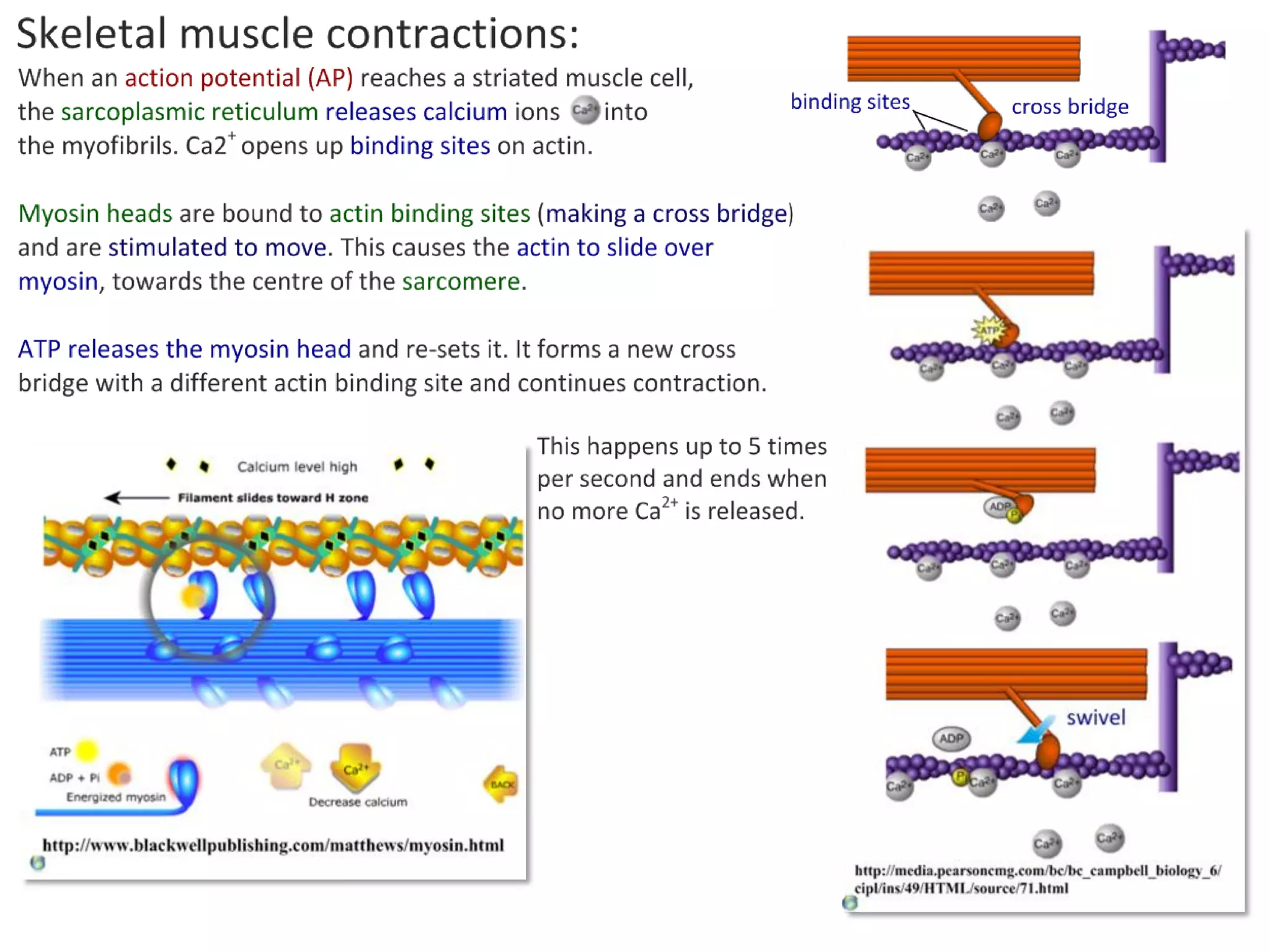 Muscles and Movement | PDF