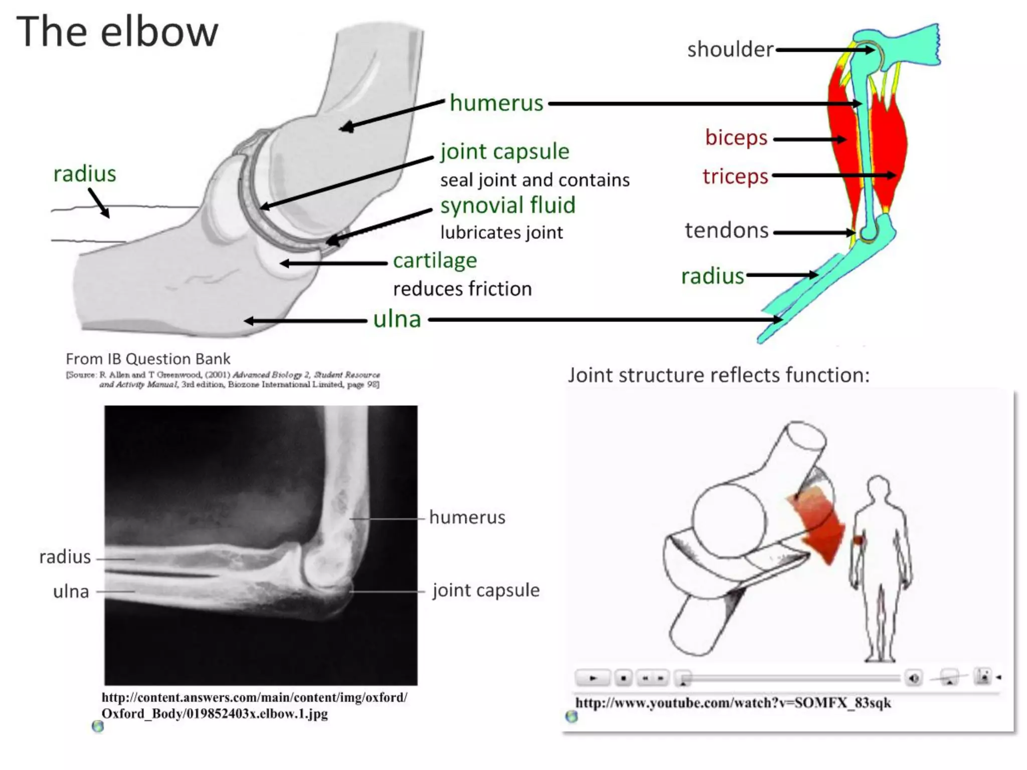 Muscles and Movement | PDF