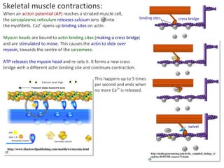Muscles and Movement | PDF