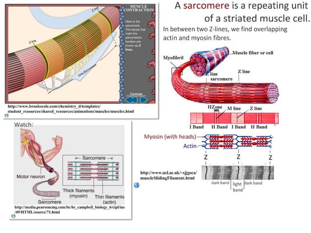 Muscles and Movement | PDF