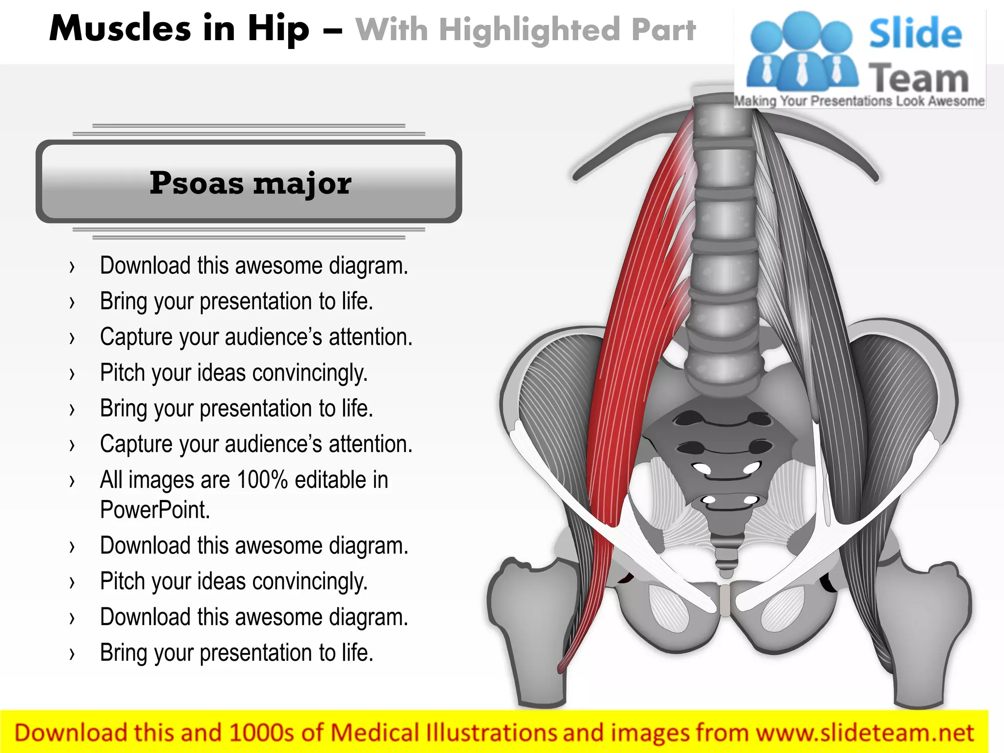 Muscles in-hip medical images for power point | PDF