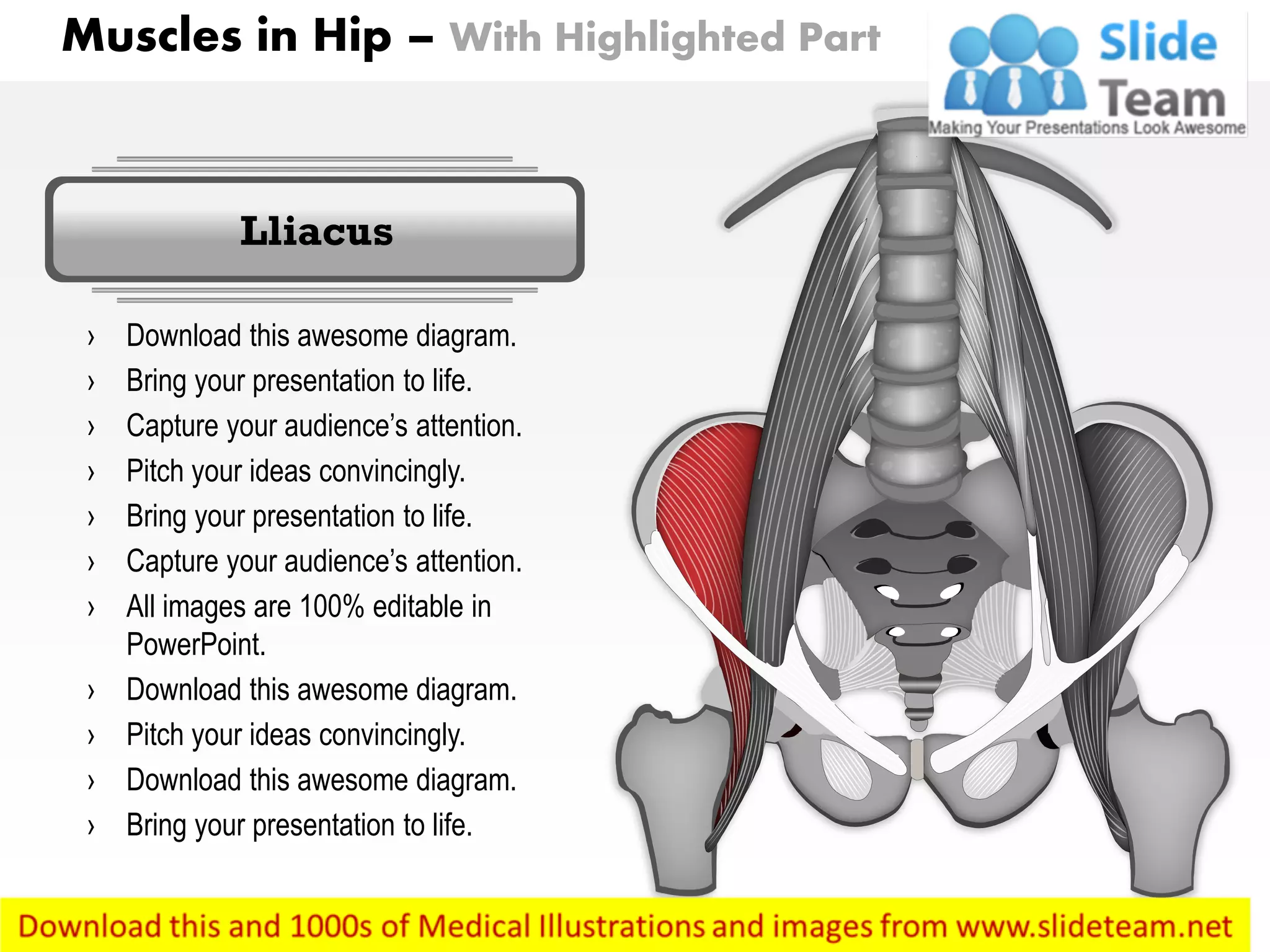 Muscles in-hip medical images for power point | PDF
