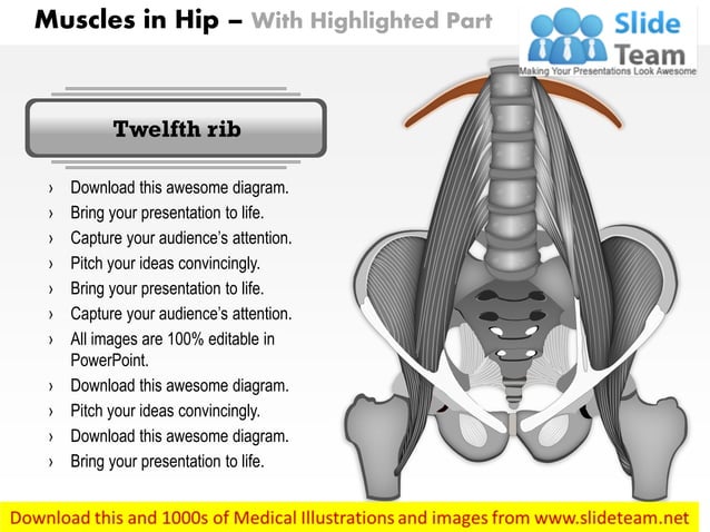 Muscles in-hip medical images for power point | PPT