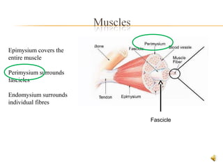 Muscles, Joints and Movement | PPT