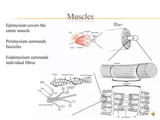 Muscles, Joints and Movement | PPT