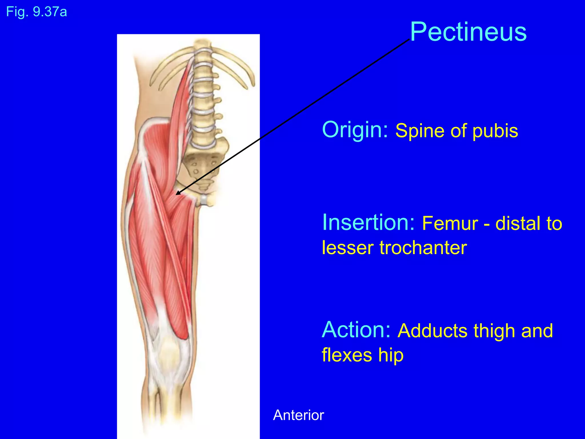 Muscles-Leg ppt | PDF