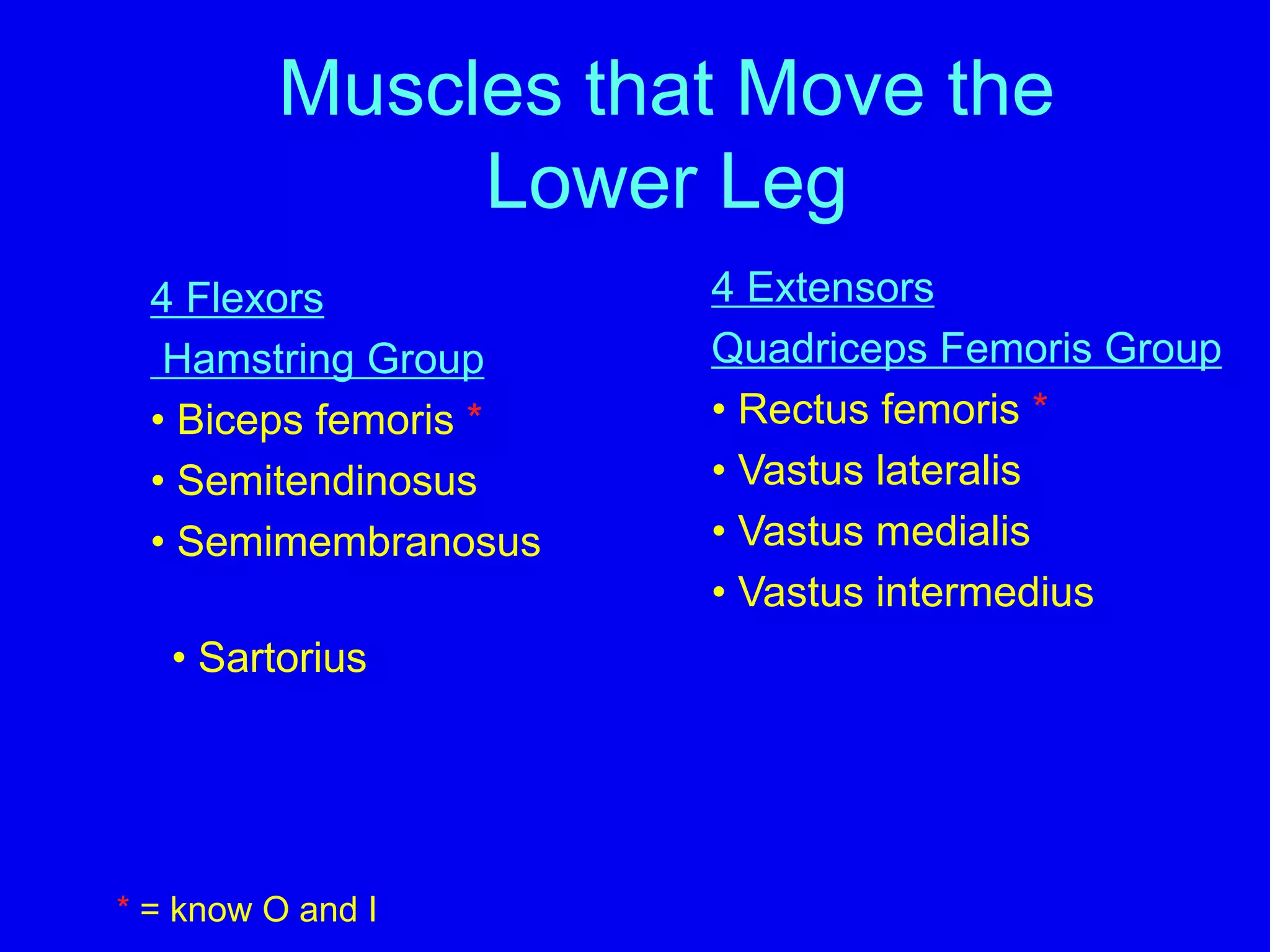 Muscles-Leg ppt | PDF