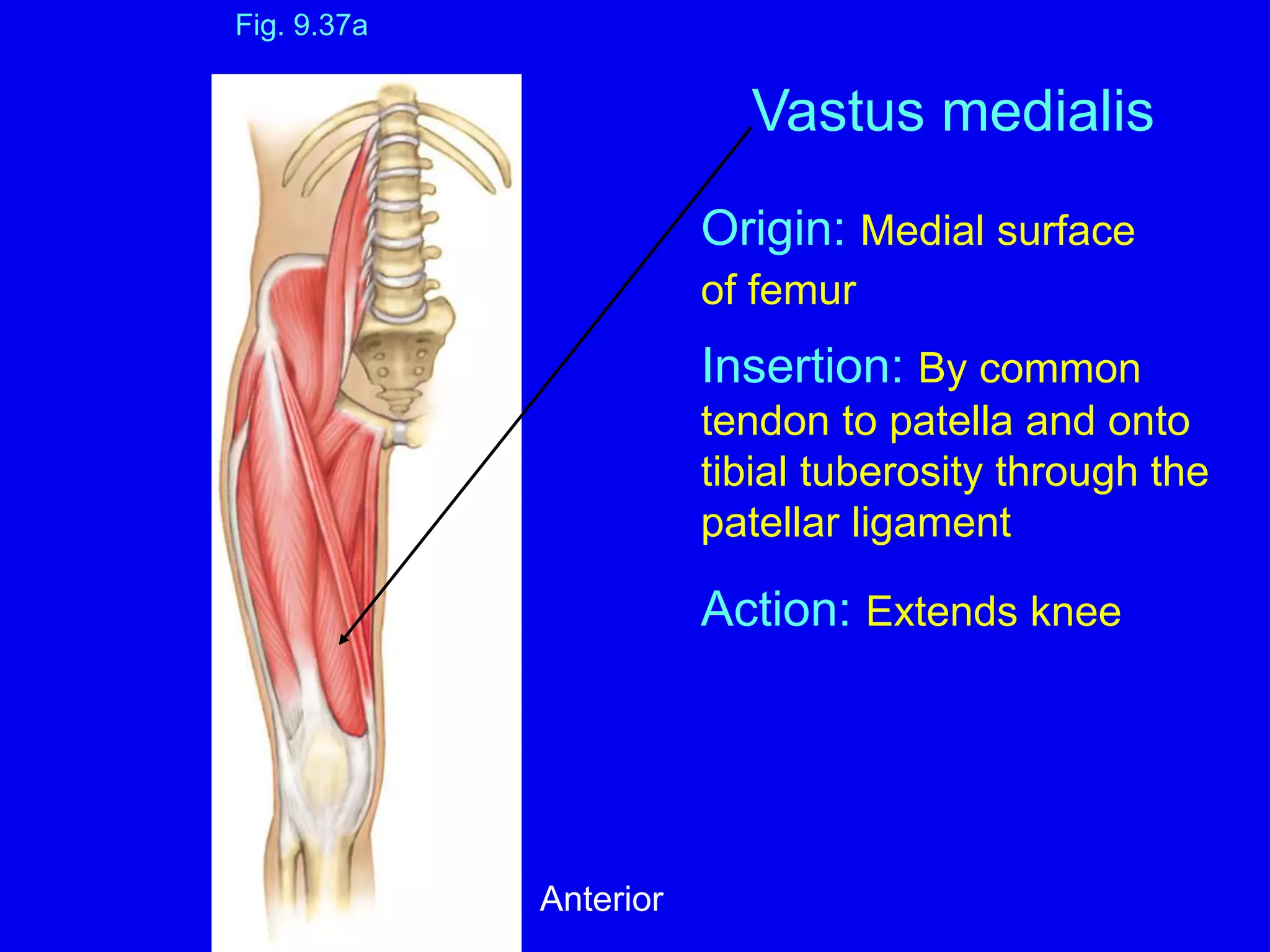 Muscles-Leg ppt | PDF