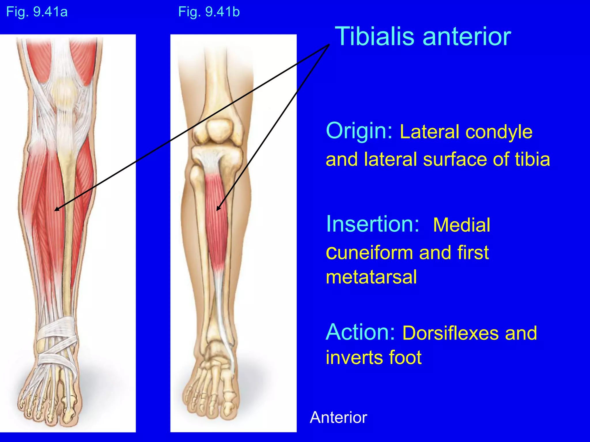 Muscles-Leg ppt | PDF