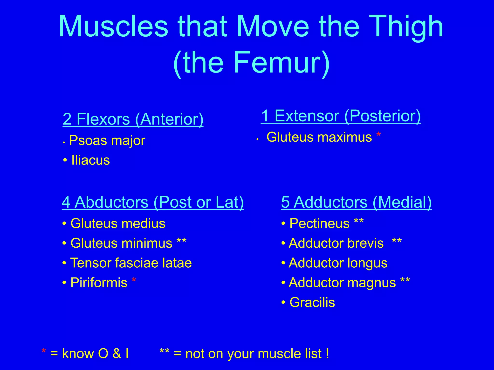 Muscles-Leg ppt | PDF