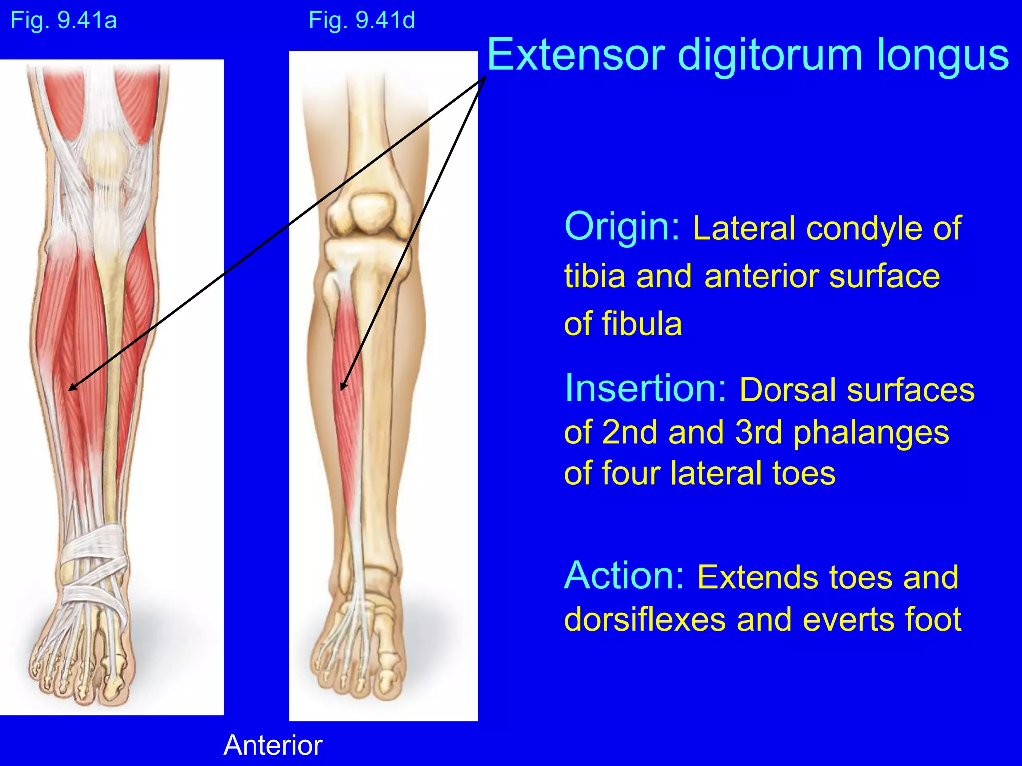 Muscles-Leg ppt | PDF