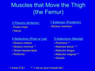 Muscles-Leg ppt | PDF