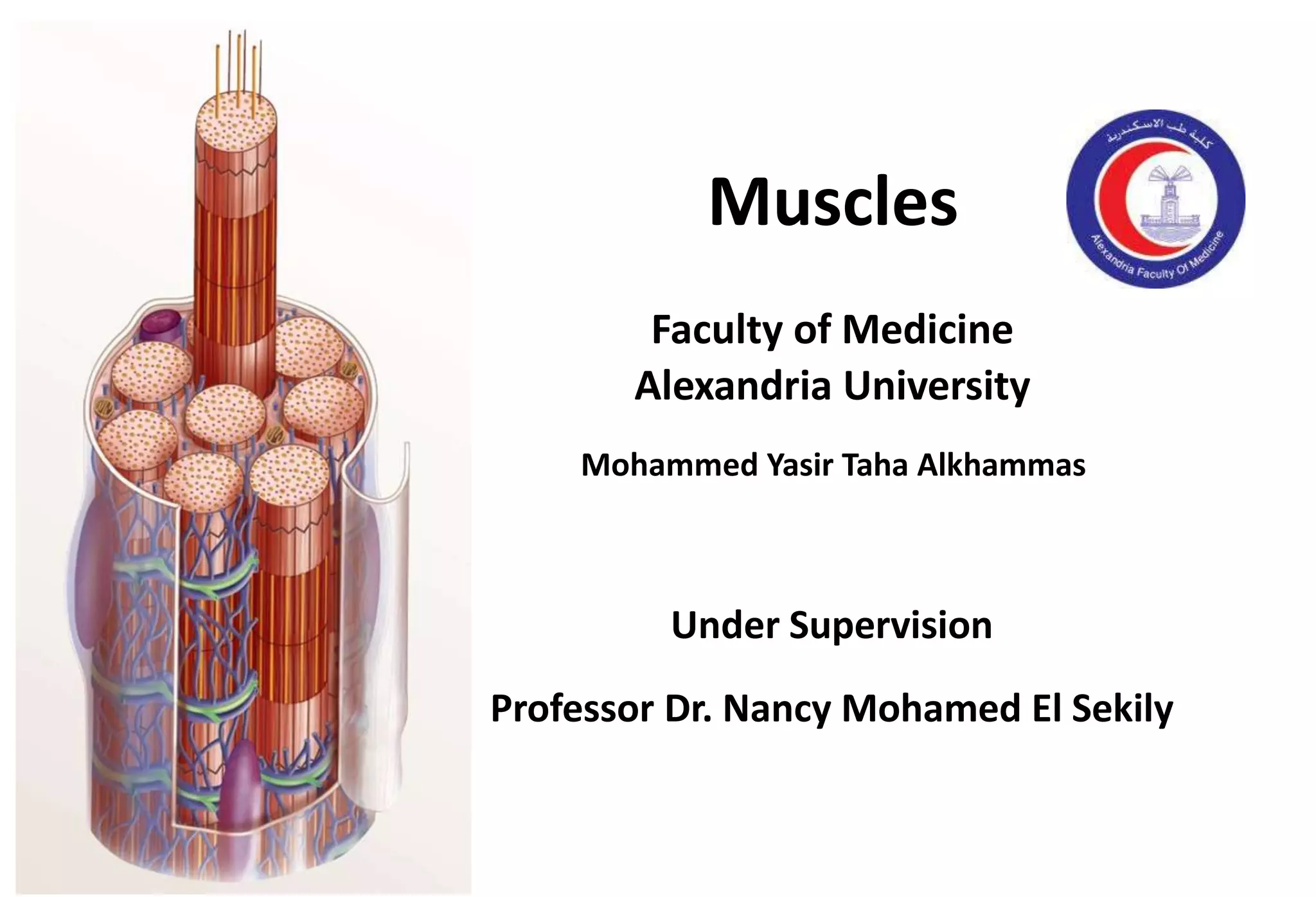 Muscles | PPTX