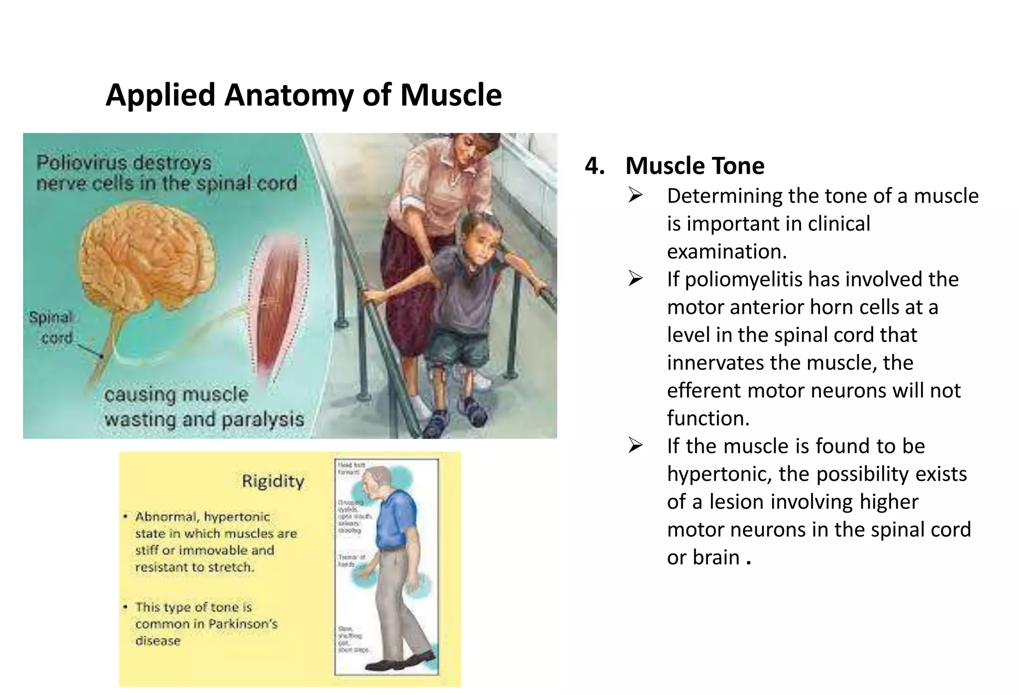 Muscles | PPTX
