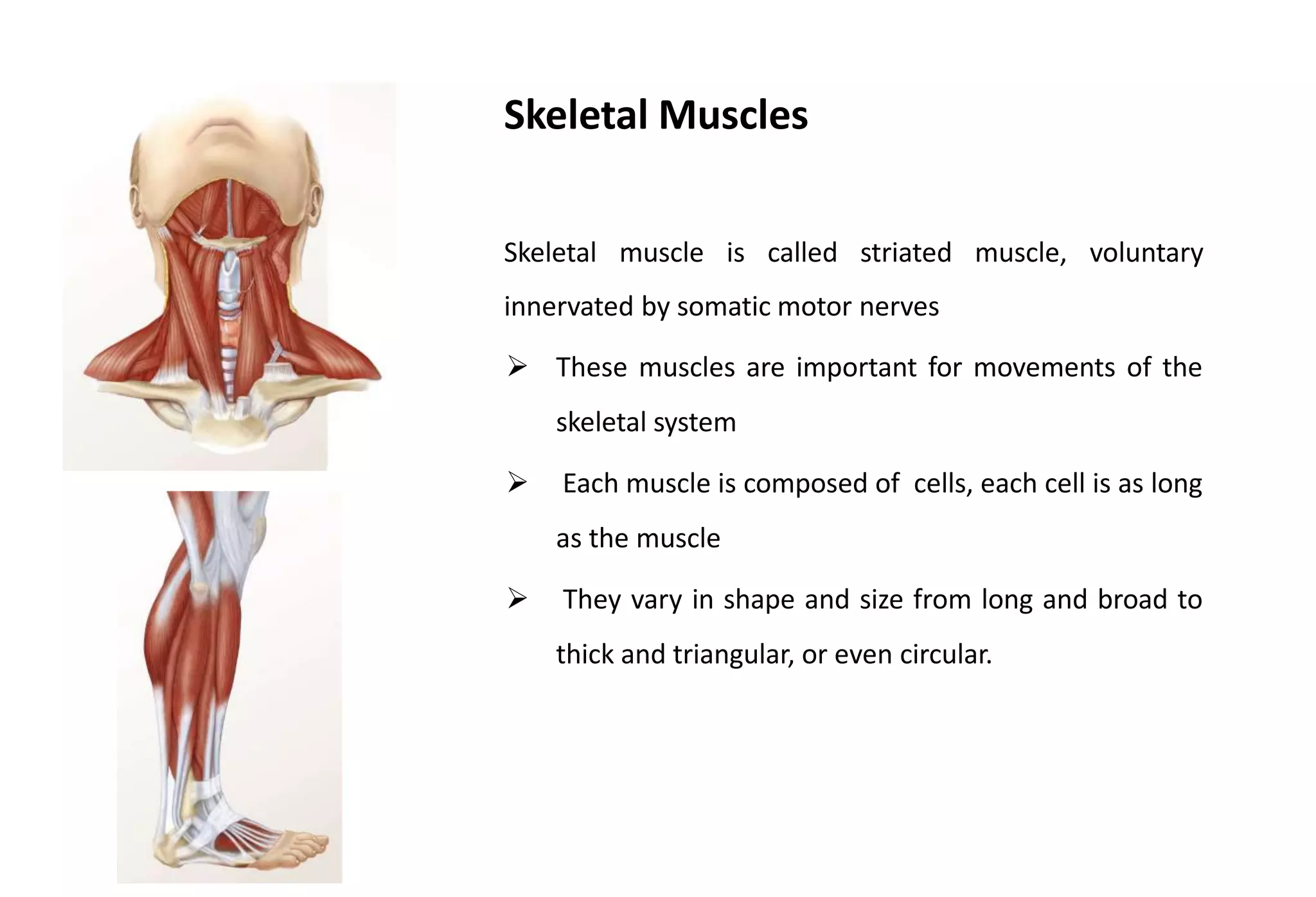 Muscles | PPTX