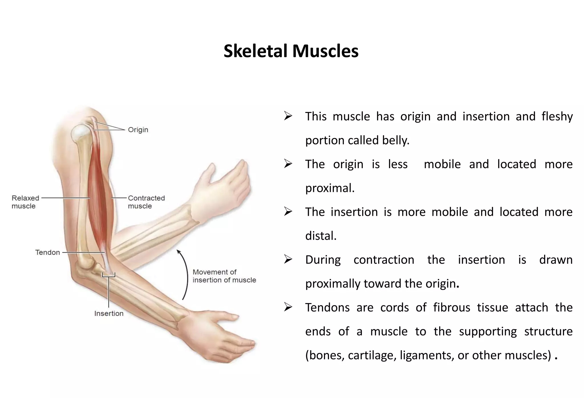 Muscles | PPTX