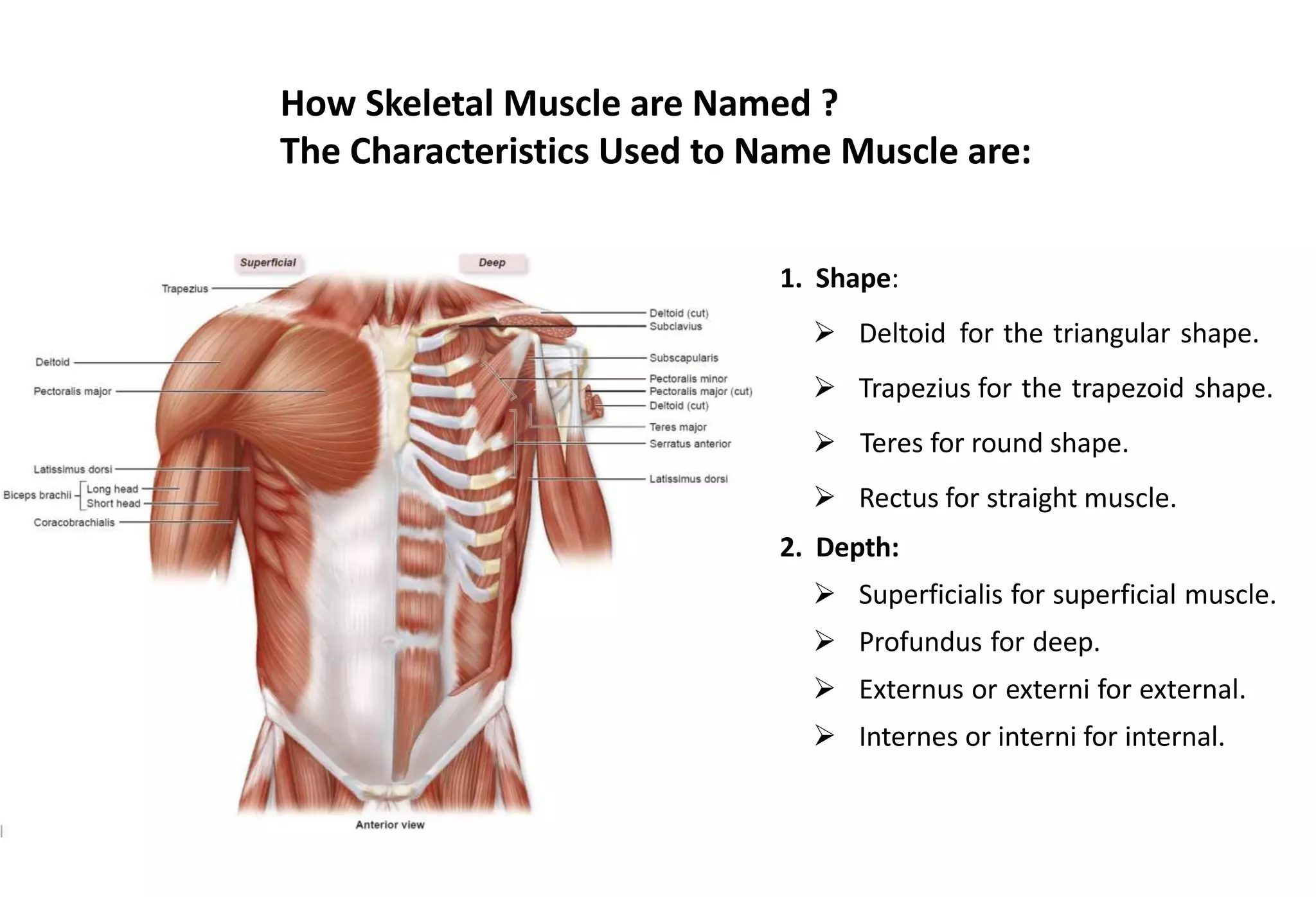 Muscles | PPTX