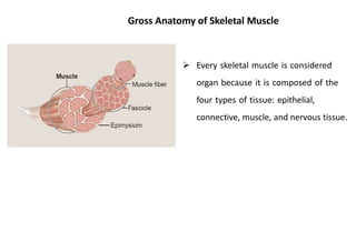 Muscles | PPTX