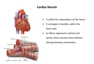 Muscles | PPTX
