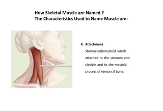Muscles | PPTX