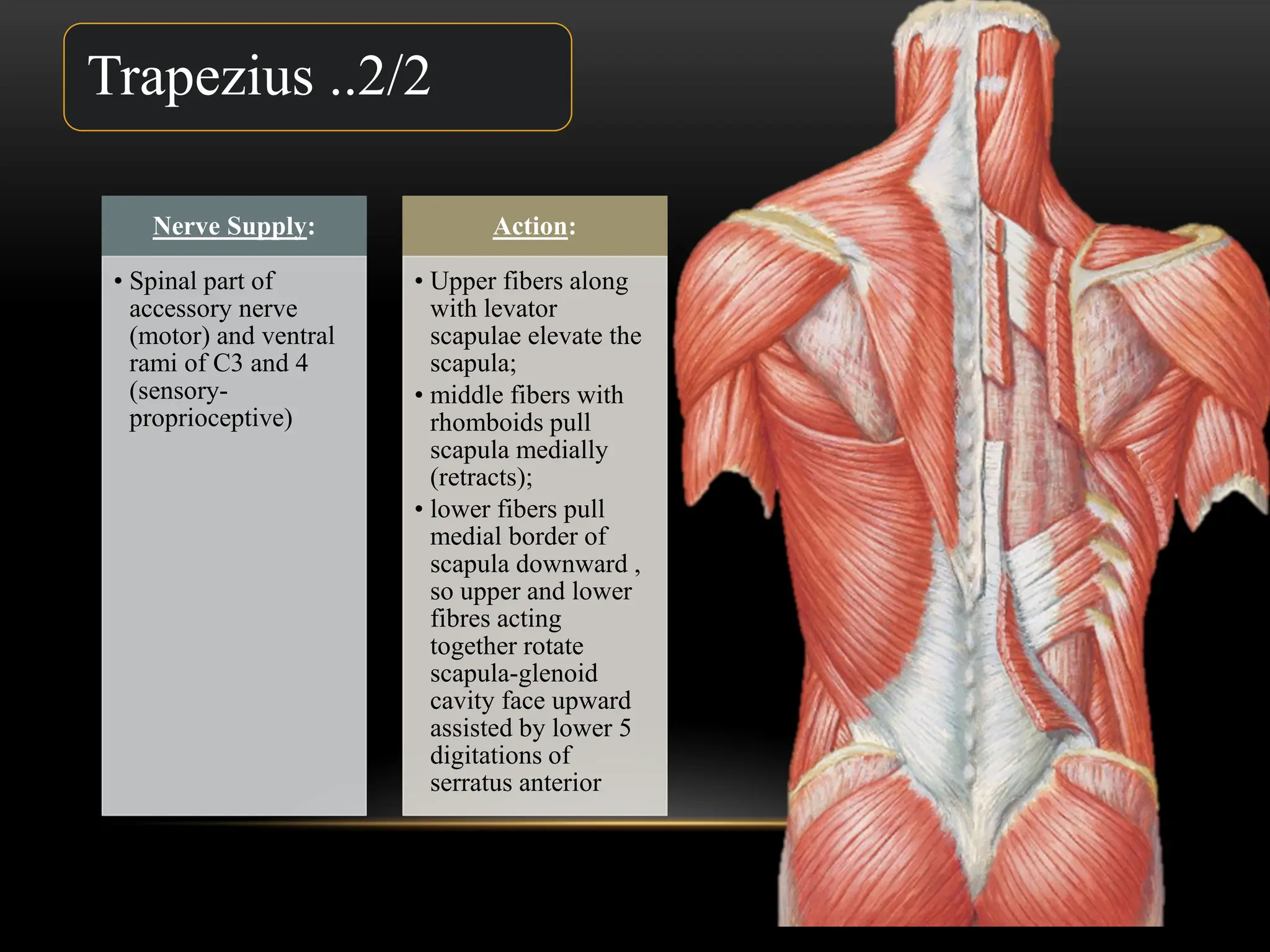 Muscles-of-back of human being with supplypdf | PDF