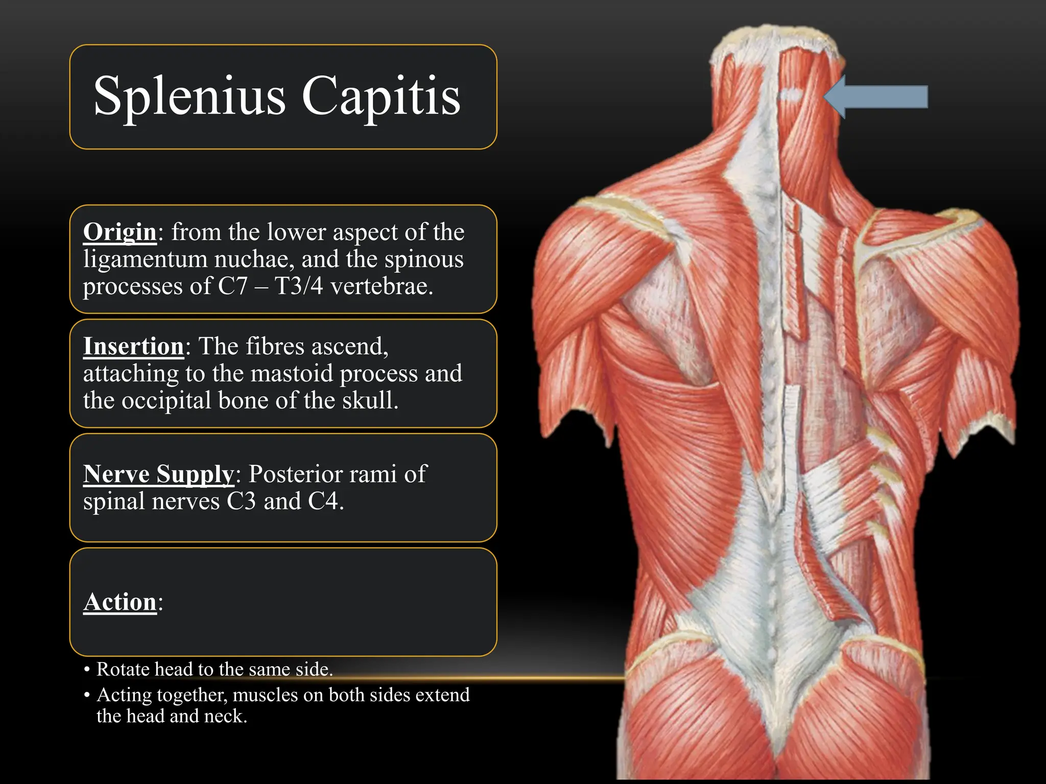 Muscles-of-back of human being with supplypdf | PDF