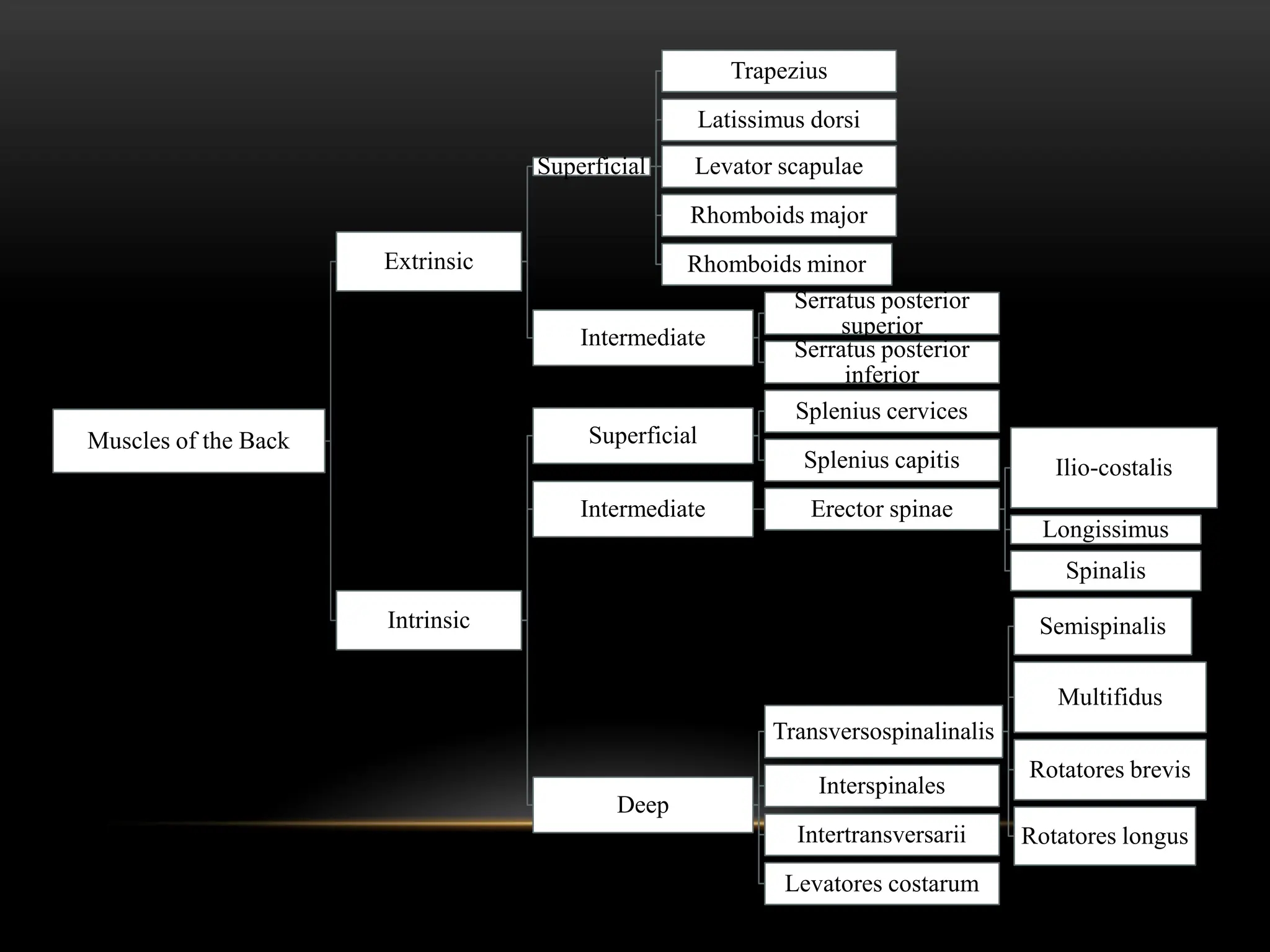 Muscles-of-back of human being with supplypdf | PDF